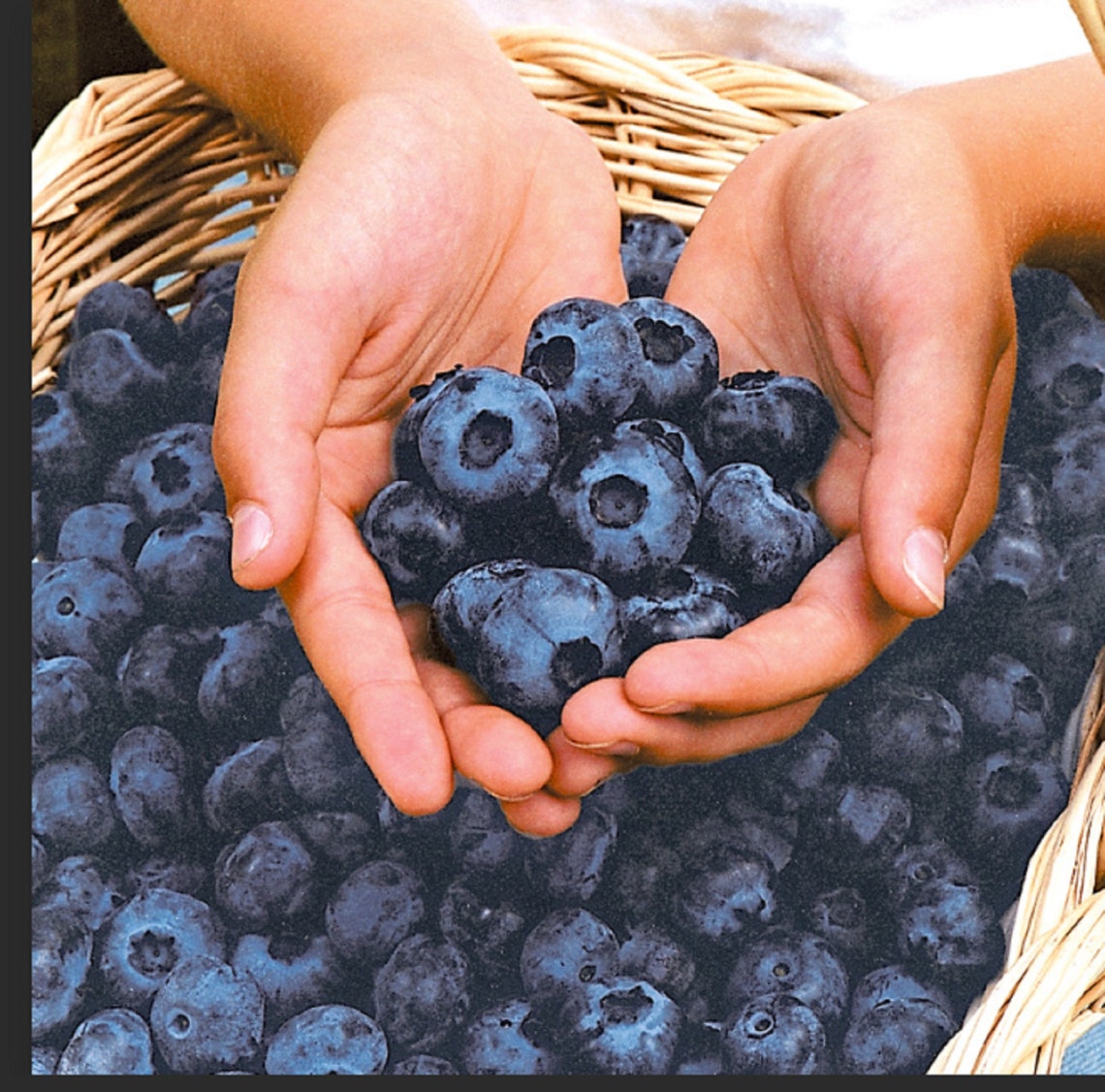 RARE Giant Titan BLUEBERRIES 3,10.40 ,100 0r 200 Seeds-very Sweet ...
