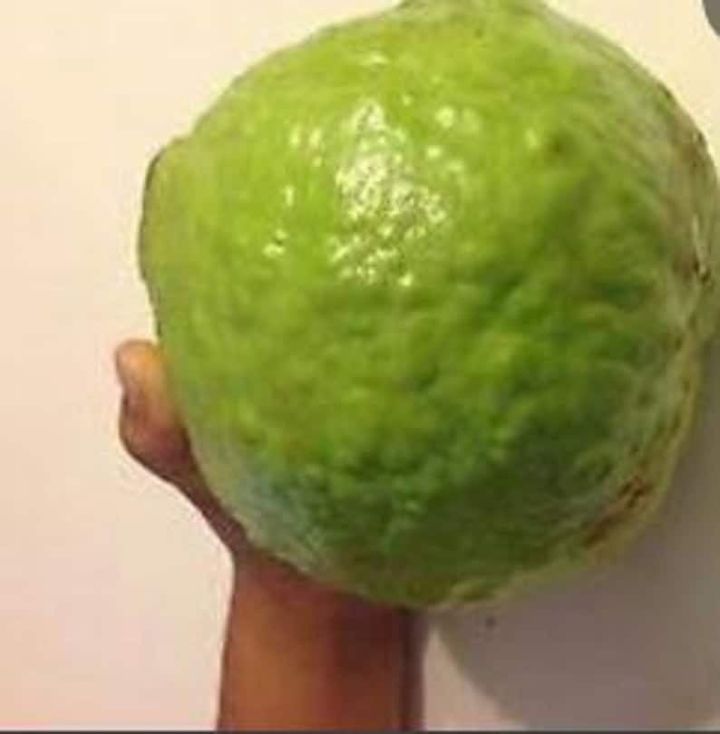 Rare GIANT GUAVA Fruit Plant 3, 10 or 30 Seeds-combined Shipping ...