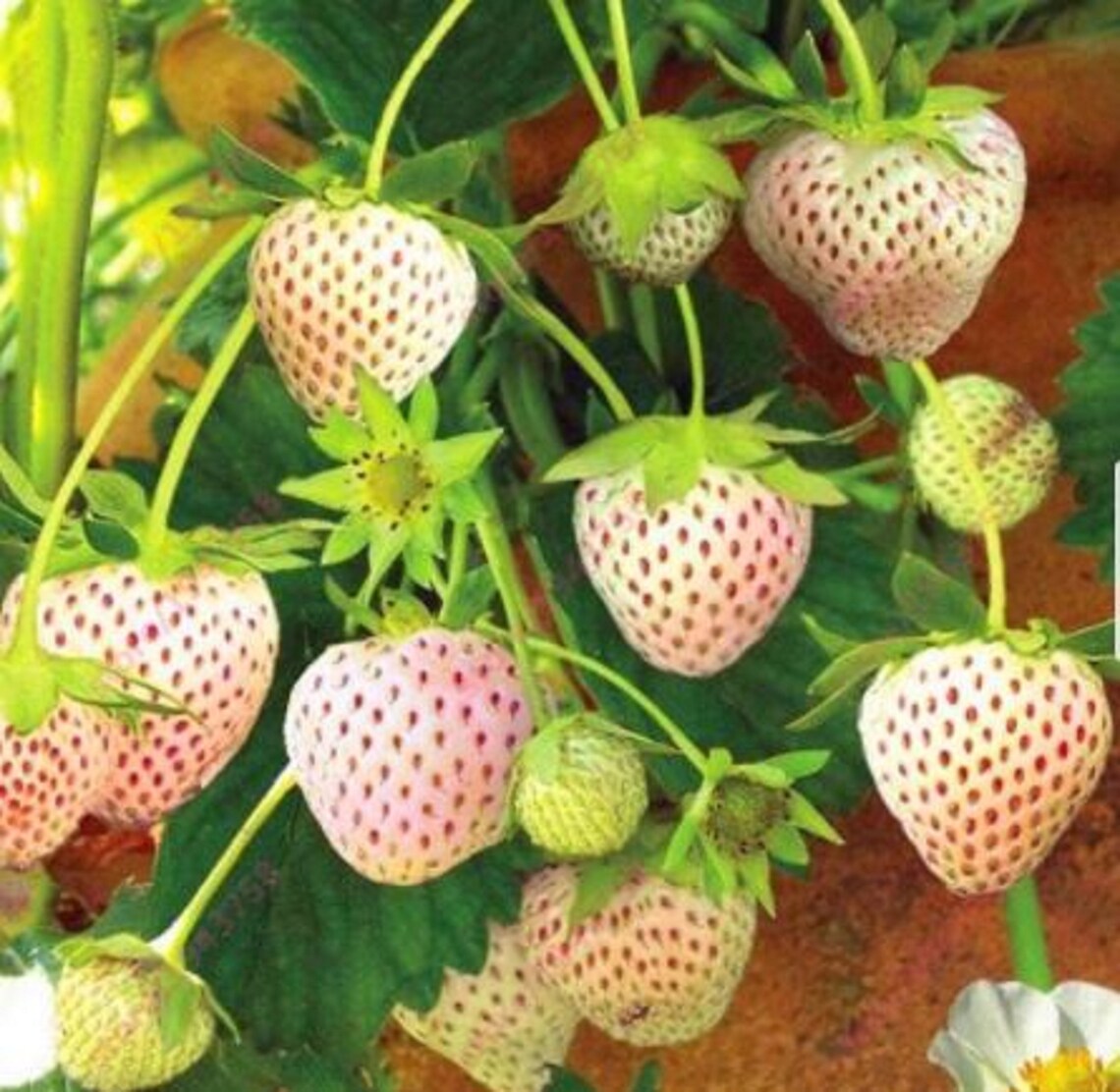 RARE WHITE STRAWBERRY Alpine Fruits Tree 10 30 100 or 200 - Etsy
