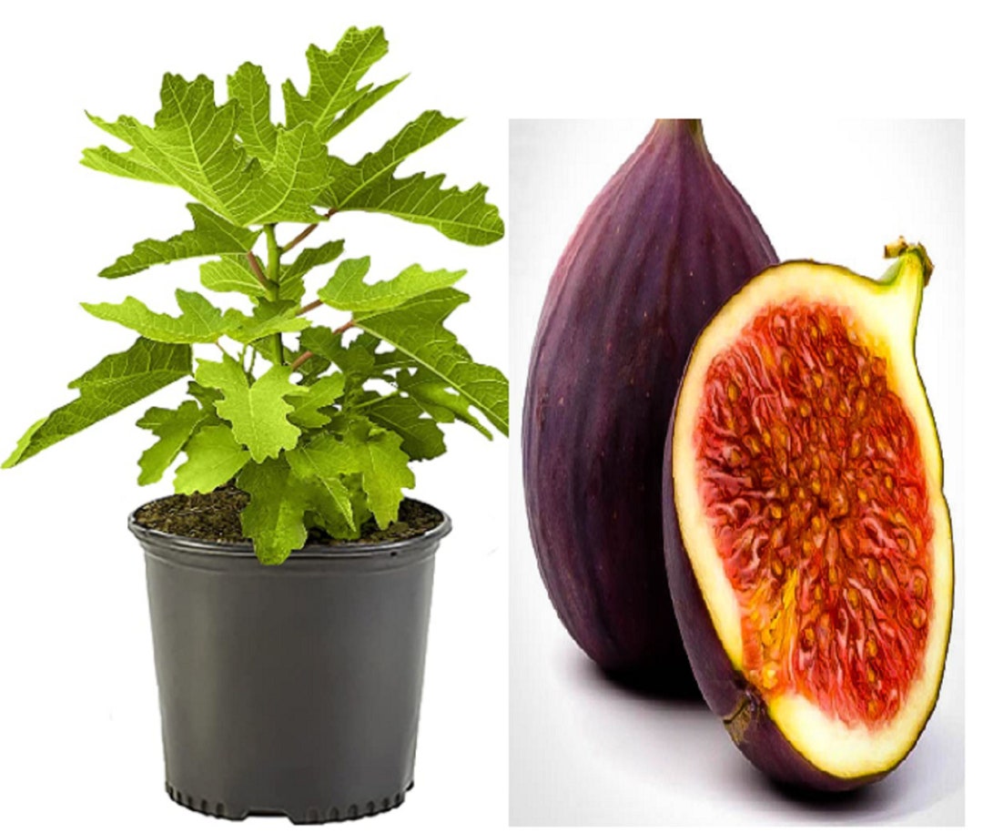 RARE Dwarf Fig Tree (ficus Carica) 3,10. 30 or 100 SEEDS Dwarf Rare ...