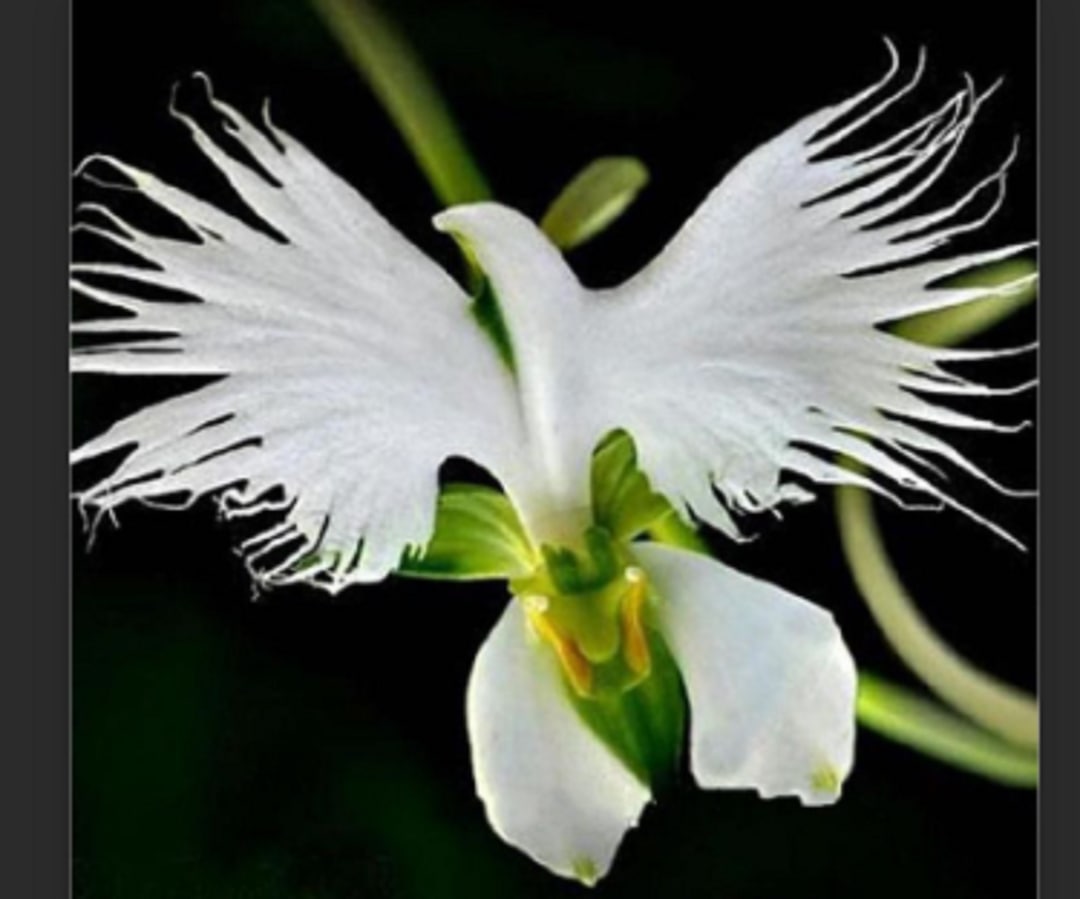 RARE White Dove -egret Flower- Stunning Papery-looking Flower Plant-2 ...