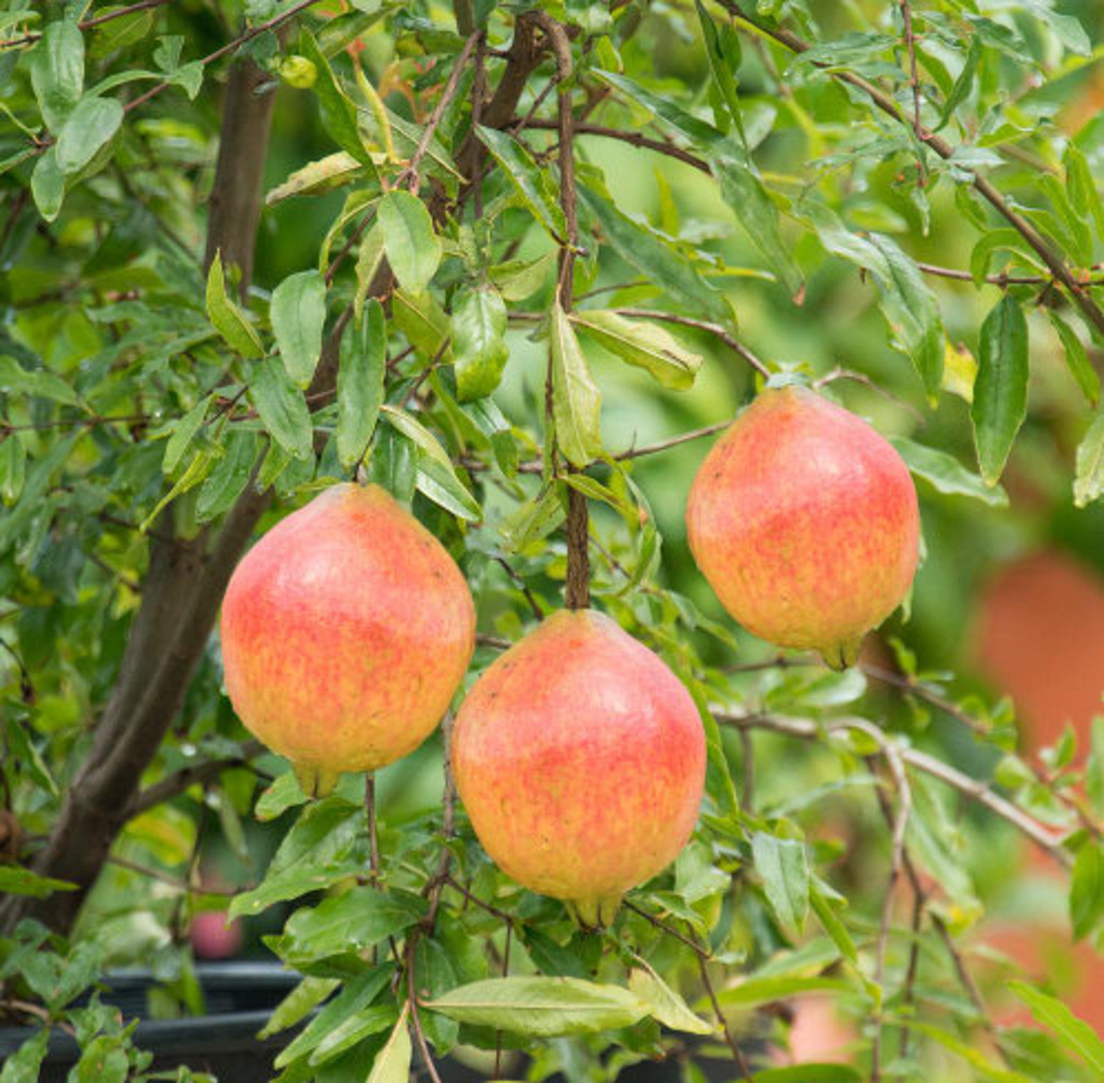 RARE Bonsai DWARF POMEGRANATE Tree Fruit 5 15 or 30 Seeds - Etsy