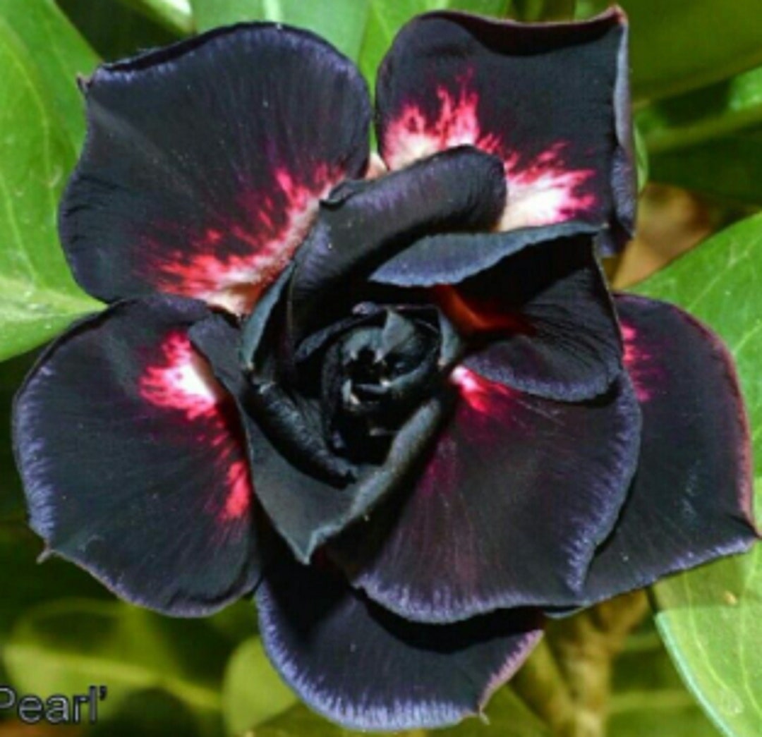 RARE- Desert ROSE (adenium Obesum ) Mixed -grow Indoors or Out 2,,5 0r ...