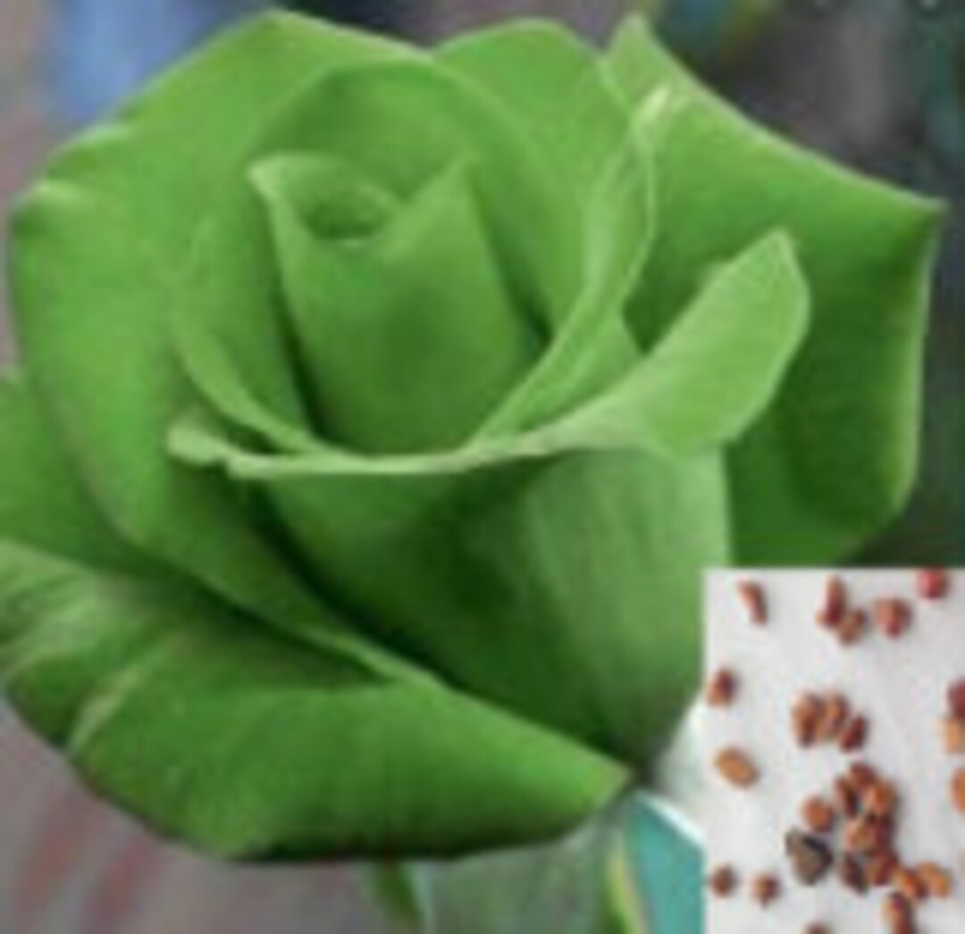 Rare GREEN ROSE Flower Tree Plant - 3, 10 or 20 Seeds -combined ...