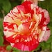 RARE English Baby Pink Rose-bush 3 10 or 20 SEEDS combined - Etsy