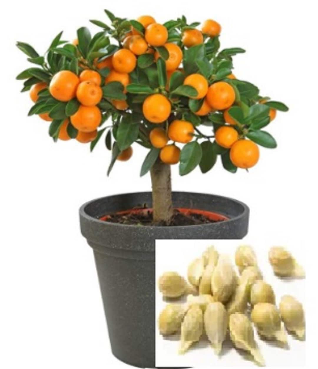 RARE Calamansi Kalamansi Calamondin ORANGE Citrus-great for Growing ...
