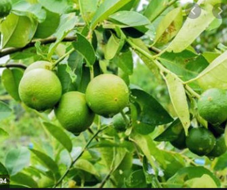 RARE Dwarf Key Lime-grow Indoors in a Pot or Out-very Juicy - Etsy