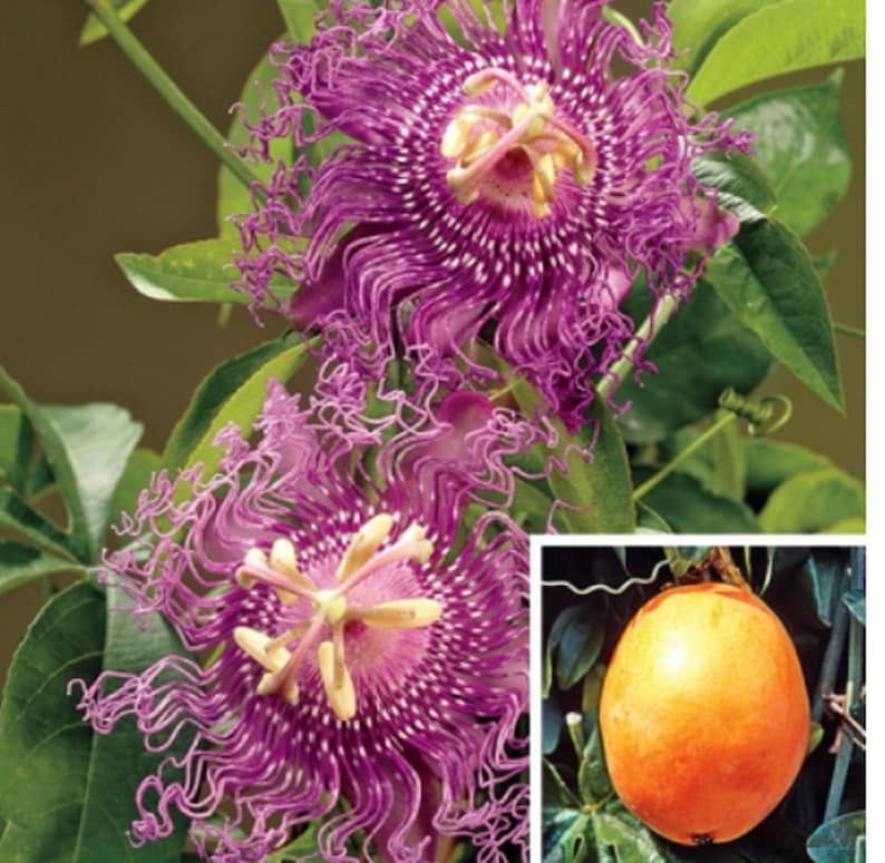 RARE Maypop Passion Flower SEEDS- Edible Fruit ( 3, 6 or 10 Seeds ...