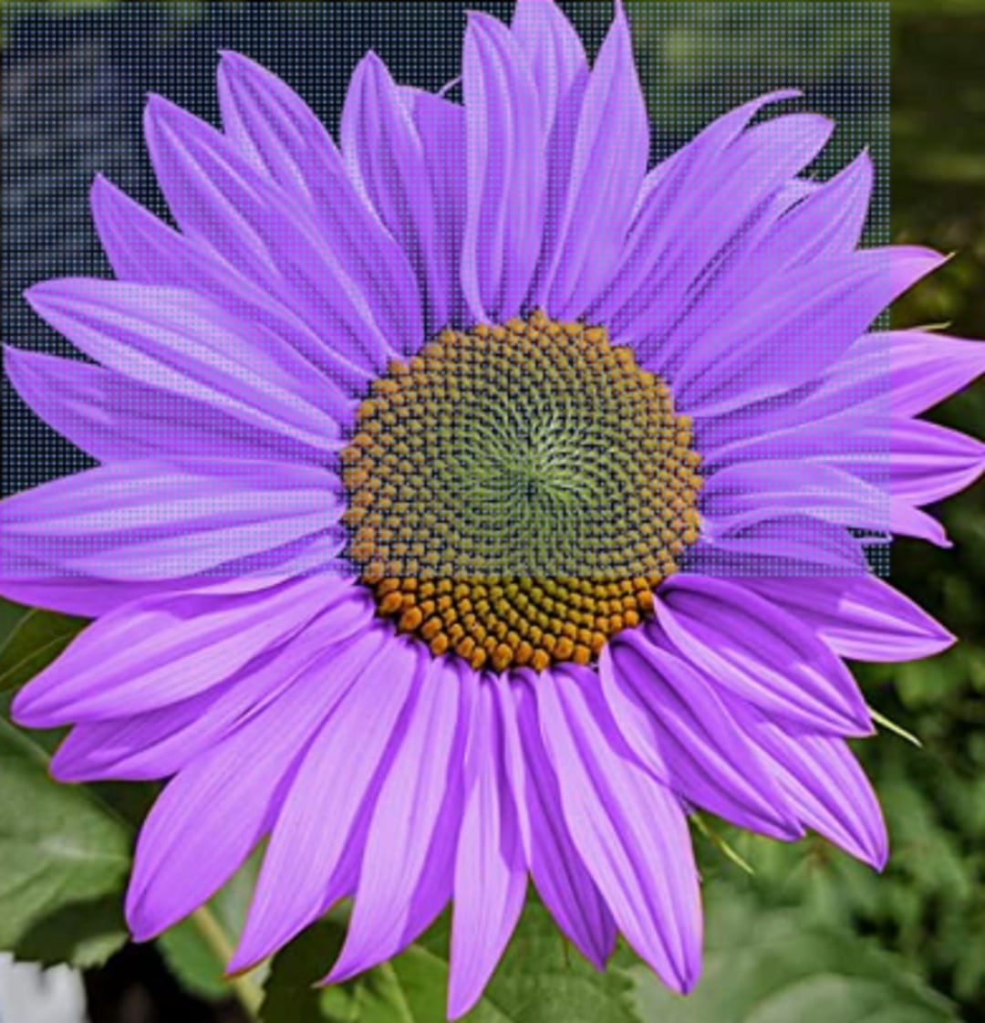 RARE Purple SUNFLOWER- Exotic & Gorgeous Vivid Color - 2,6 0r 10 SEEDS ...