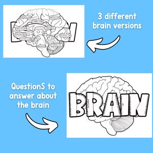 Human Brain Labeling Project, Parts of the Brain Diagram Activity ...