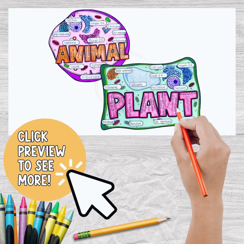 Plant and Animal Cell Labeling Project, Coloring Page, Diagram Activity ...