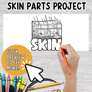 Human Skin Labeling Project, Parts of the Skin Diagram Activity ...