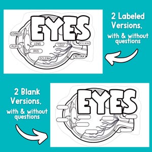Human Eye Labeling Project, Parts of the Eye Diagram Activity ...