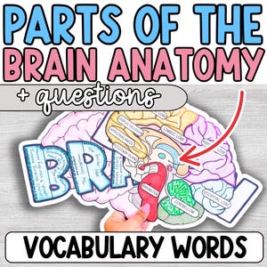 Human Brain Labeling Project, Parts of the Brain Diagram Activity ...