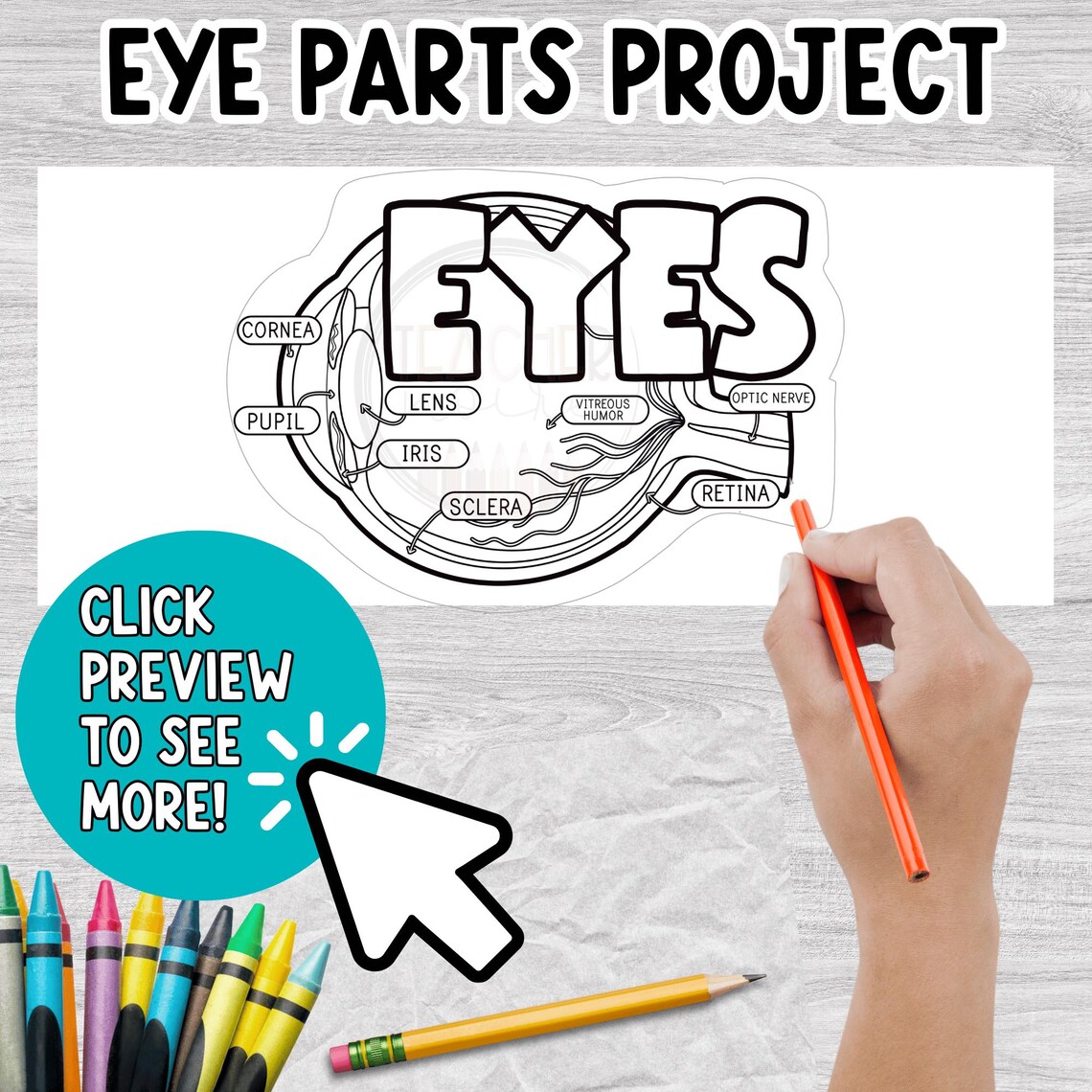 Human Eye Labeling Project, Parts of the Eye Diagram Activity ...