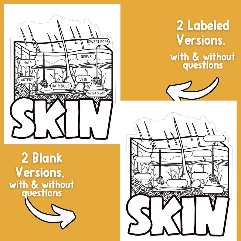 Human Skin Labeling Project, Parts of the Skin Diagram Activity ...