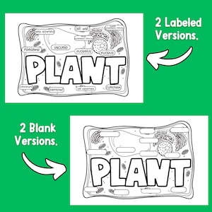 Plant Cell Labeling Project, Diagram Activity, Craftivity, Middle ...