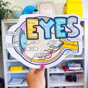 Human Eye Labeling Project, Parts of the Eye Diagram Activity ...