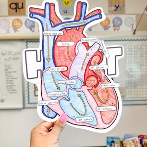 Parts of the Heart Diagram, Anatomy of Heart, Cardiovascular System ...