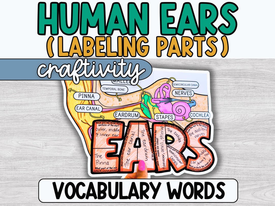 Parts of the Ear Diagram, Anatomy of Ear, Senses, Labeling Parts ...