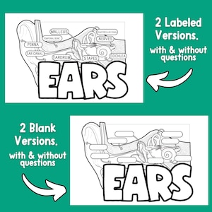 Parts of the Ear Diagram, Anatomy of Ear, Senses, Labeling Parts ...
