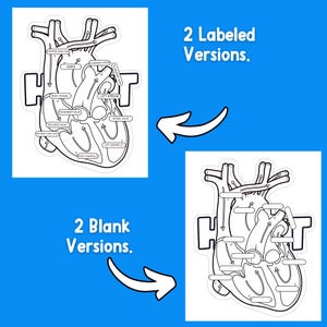 Parts of the Heart Diagram, Anatomy of Heart, Cardiovascular System ...