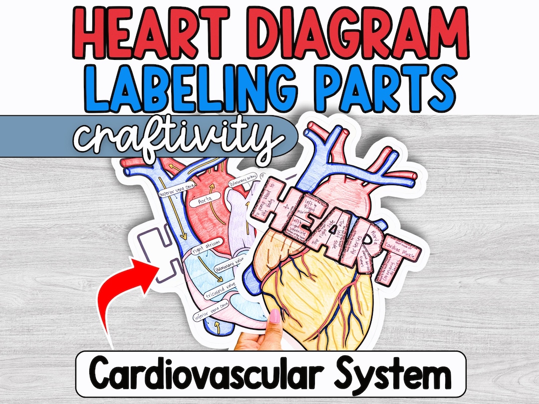 Parts of the Heart Diagram, Anatomy of Heart, Cardiovascular System ...