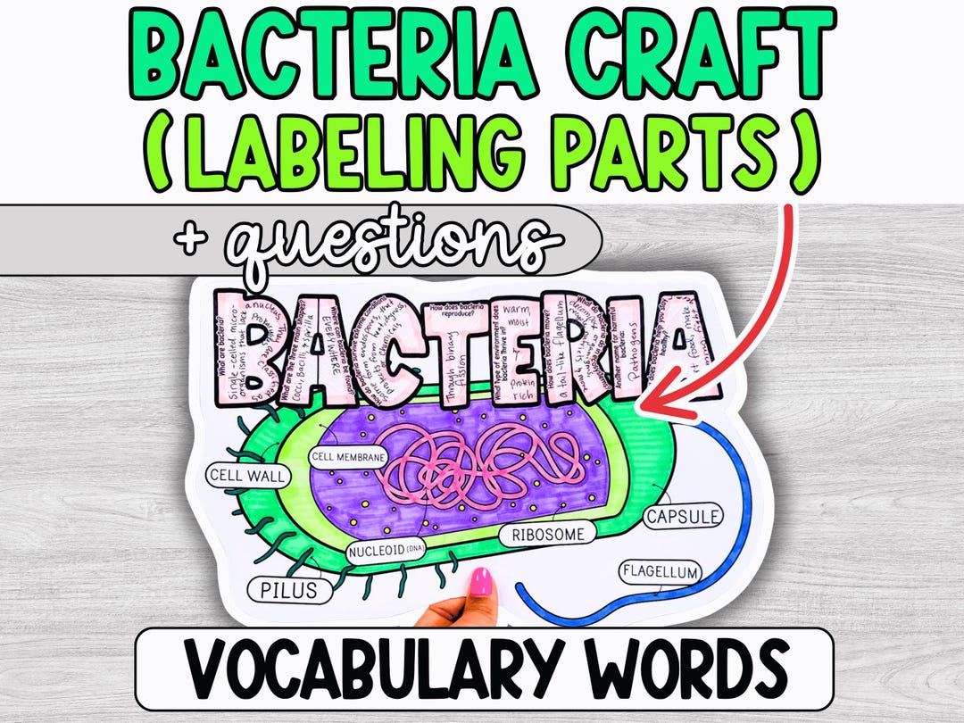 Bacteria Prokaryotic Cell Diagram Labeling Project Activity, Coloring ...