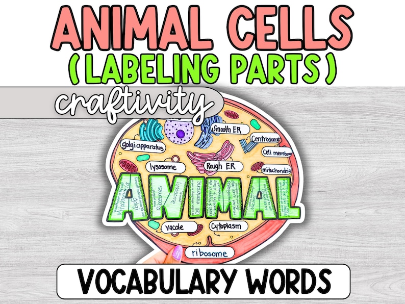 Animal Cell Labeling Project, Coloring Page, Diagram Activity ...