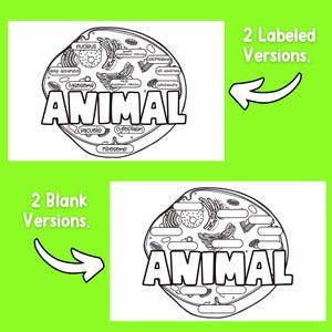 Animal Cell Labeling Project, Coloring Page, Diagram Activity ...
