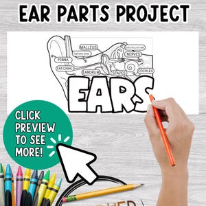 Parts of the Ear Diagram, Anatomy of Ear, Senses, Labeling Parts ...