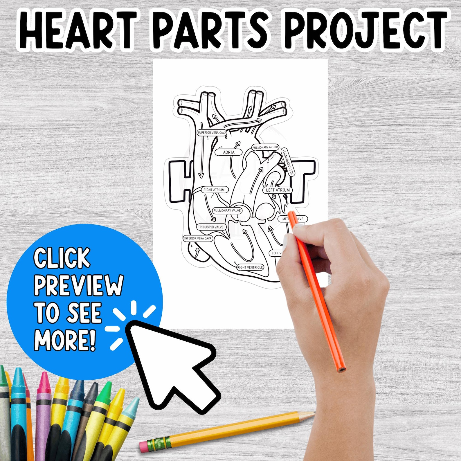 Parts of the Heart Diagram, Anatomy of Heart, Cardiovascular System ...