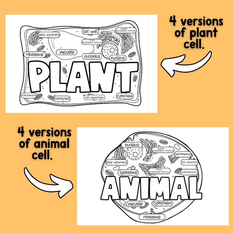 Plant and Animal Cell Labeling Project, Coloring Page, Diagram Activity ...