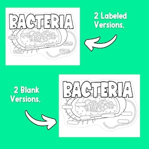 Bacteria Prokaryotic Cell Diagram Labeling Project Activity, Coloring ...