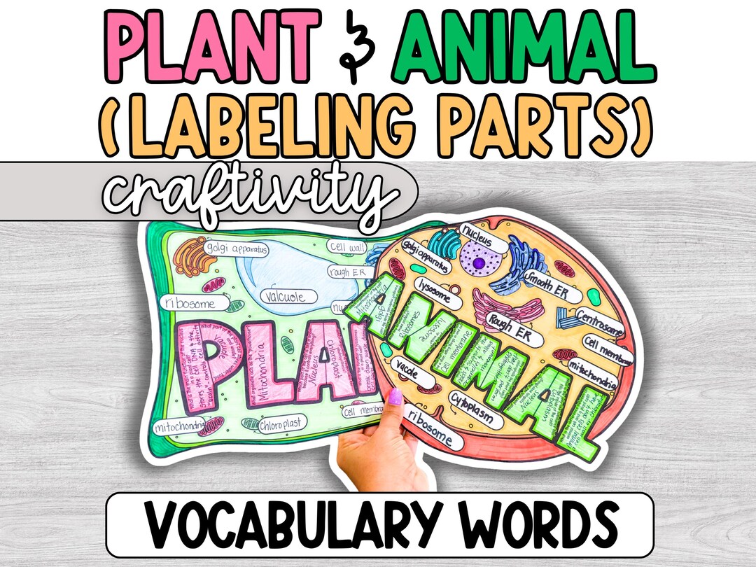 Plant and Animal Cell Labeling Project, Coloring Page, Diagram Activity ...