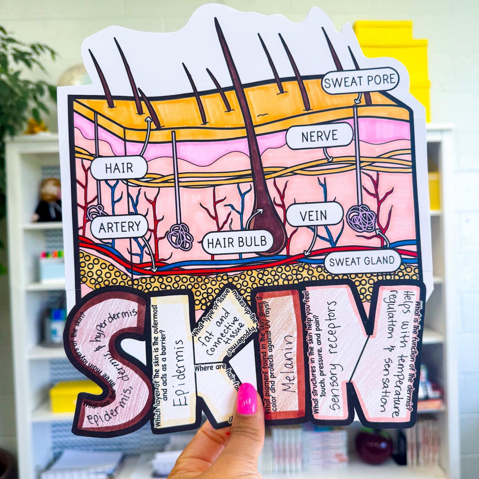 Human Skin Labeling Project, Parts of the Skin Diagram Activity ...