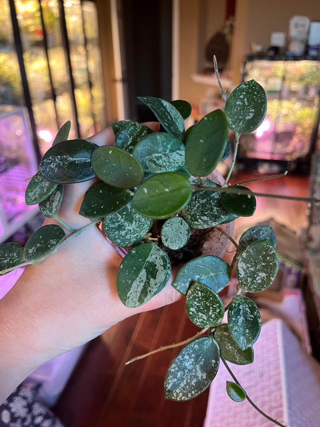 Hoya Mathilde Splash - Etsy