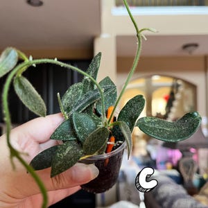Hoya Thomsonii Splash (pink Flower) - Etsy
