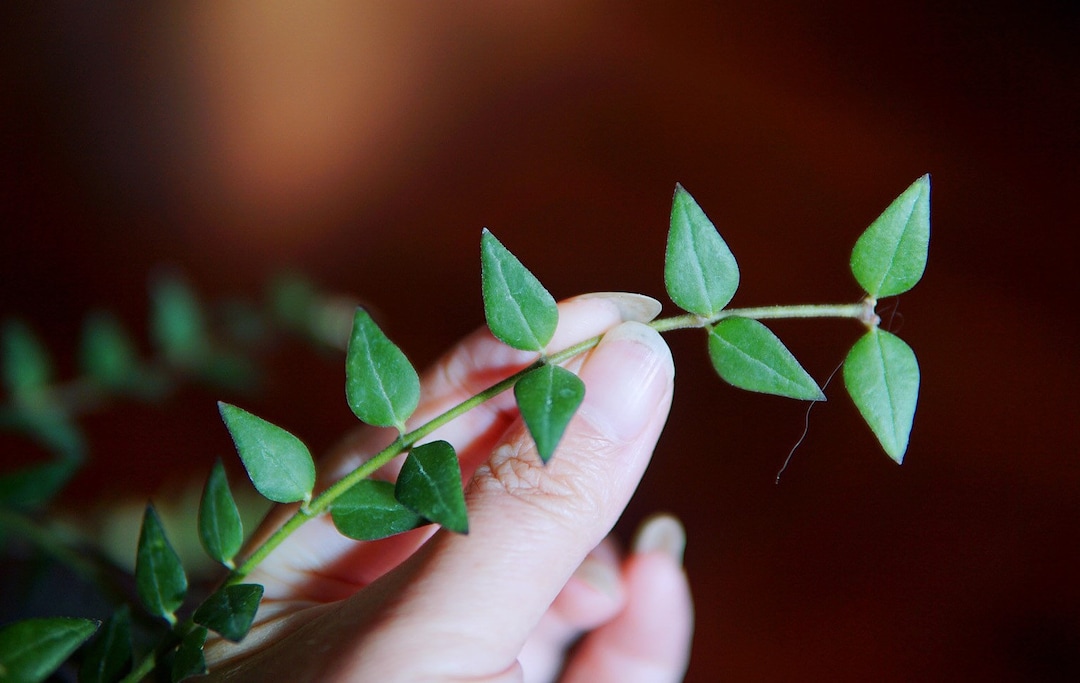 Hoya Longicalyx UNROOTED - Etsy