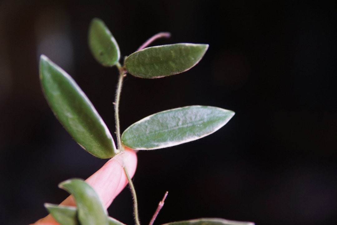 Hoya Lyi Prisim Pink Flower UNROOTED Cutting - Easy Rooter - I Have ...
