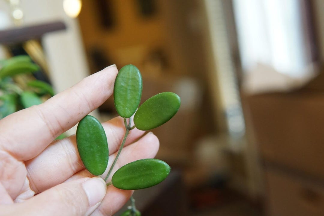 Hoya Spectatissima UNROOTED Cutting - Etsy