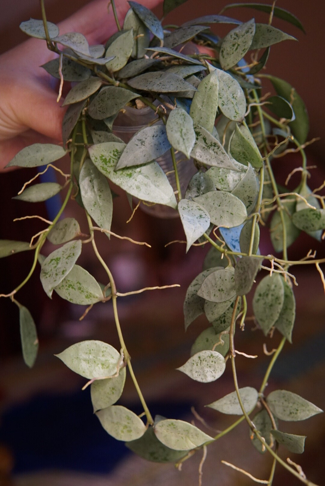 Hoya Lacunosa Leopard Skin UNROOTED Cutting - Etsy