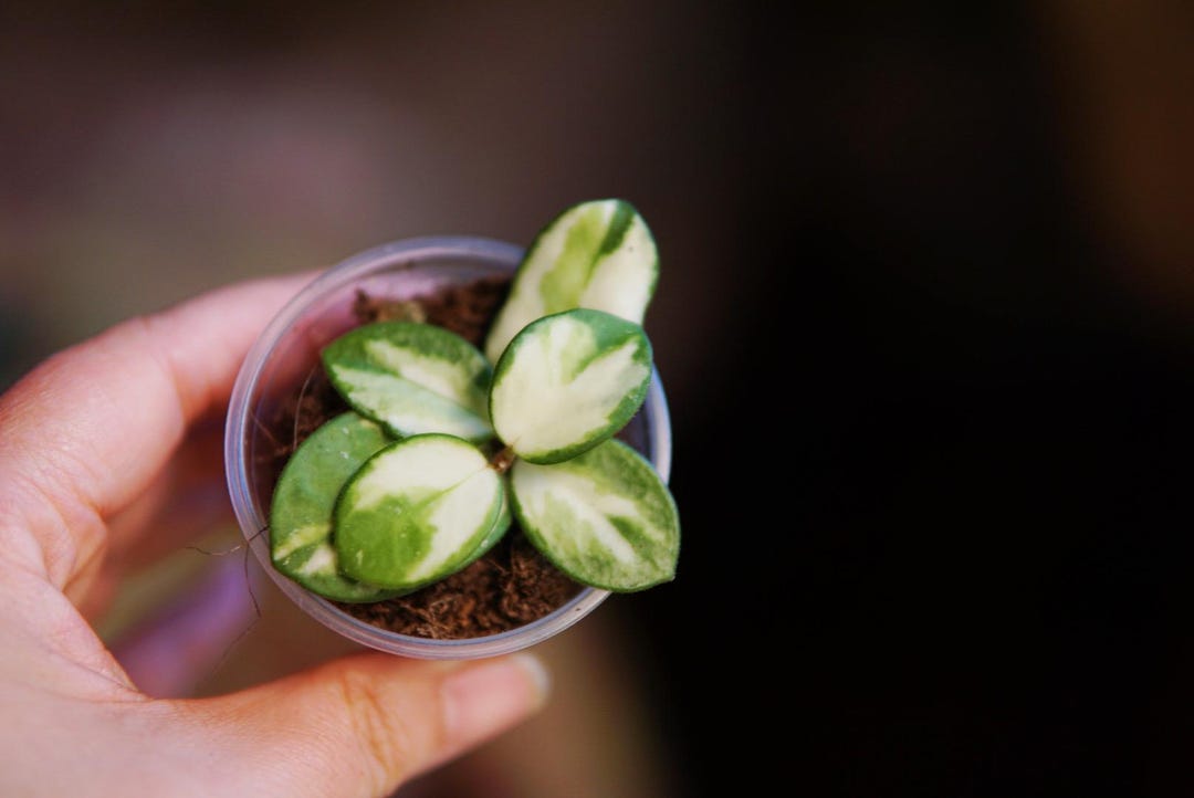 Hoya Mathilde Variegated - Etsy