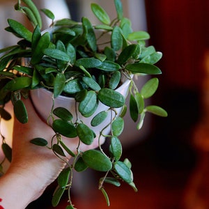 Hoya Spectatissima UNROOTED Cutting - Etsy