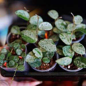 Hoya Mathilde Splash/silver UNROOTED - Etsy