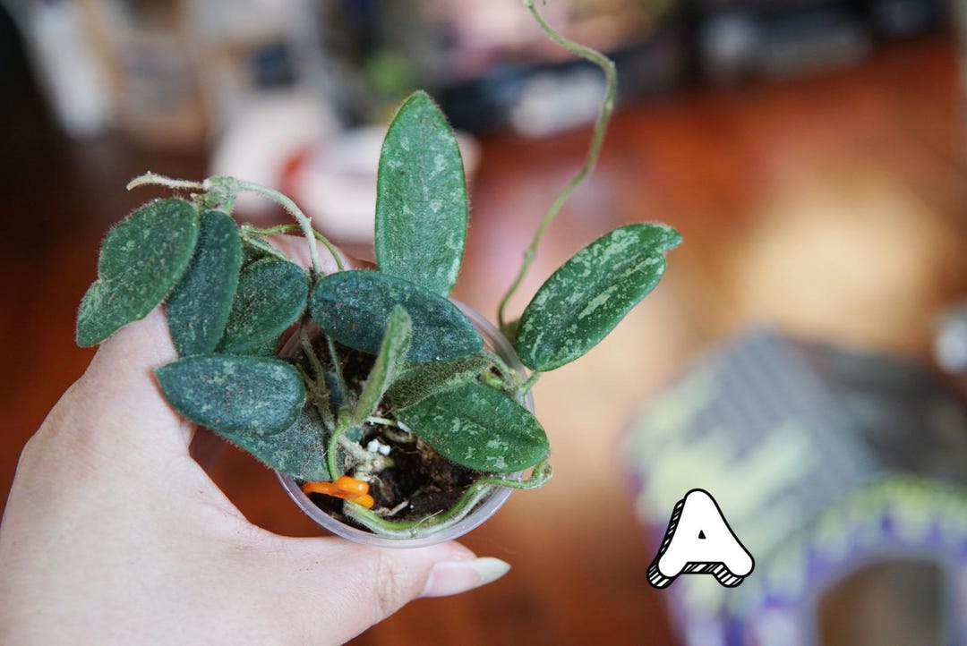 Hoya Thomsonii Splash (pink Flower) - Etsy