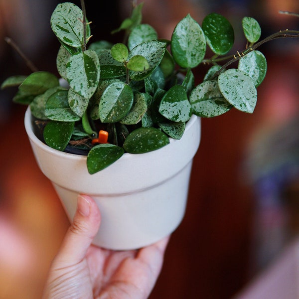 Hoya Mathilde - Etsy