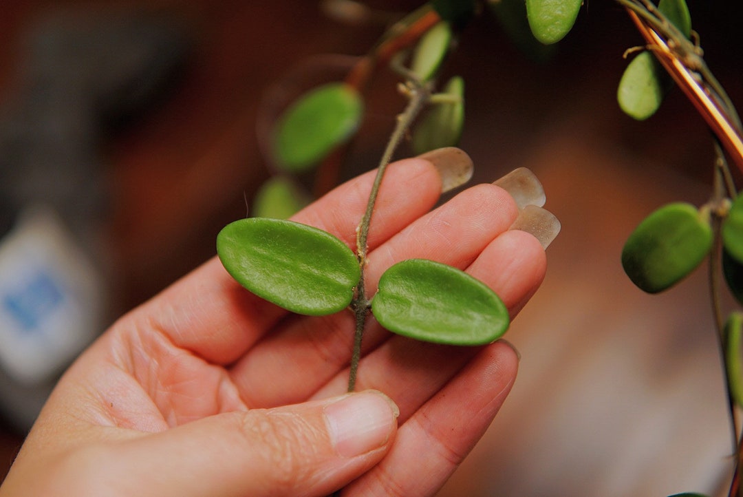 Hoya Spectatissima UNROOTED Cutting - Etsy