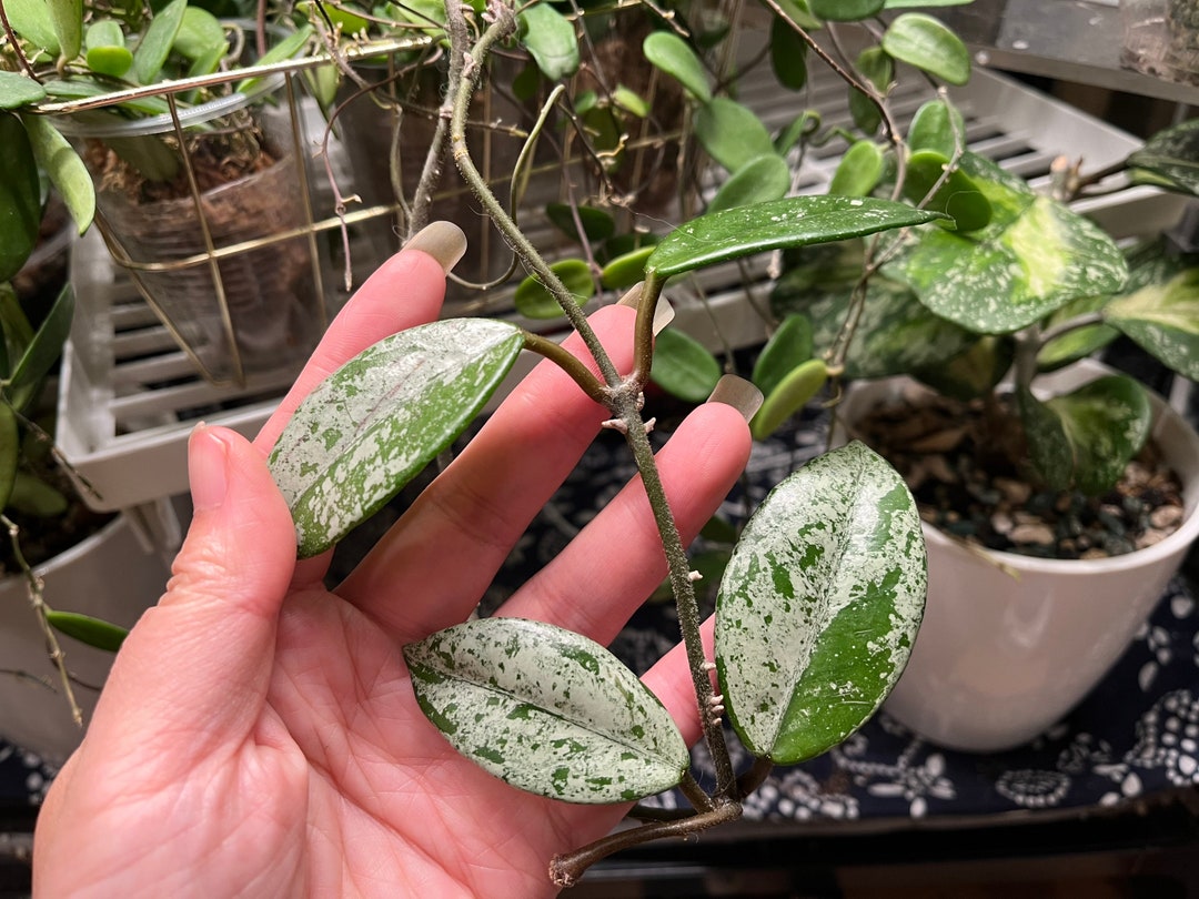 Hoya Wilbur Graves (china) UNROOTED Cutting - Etsy