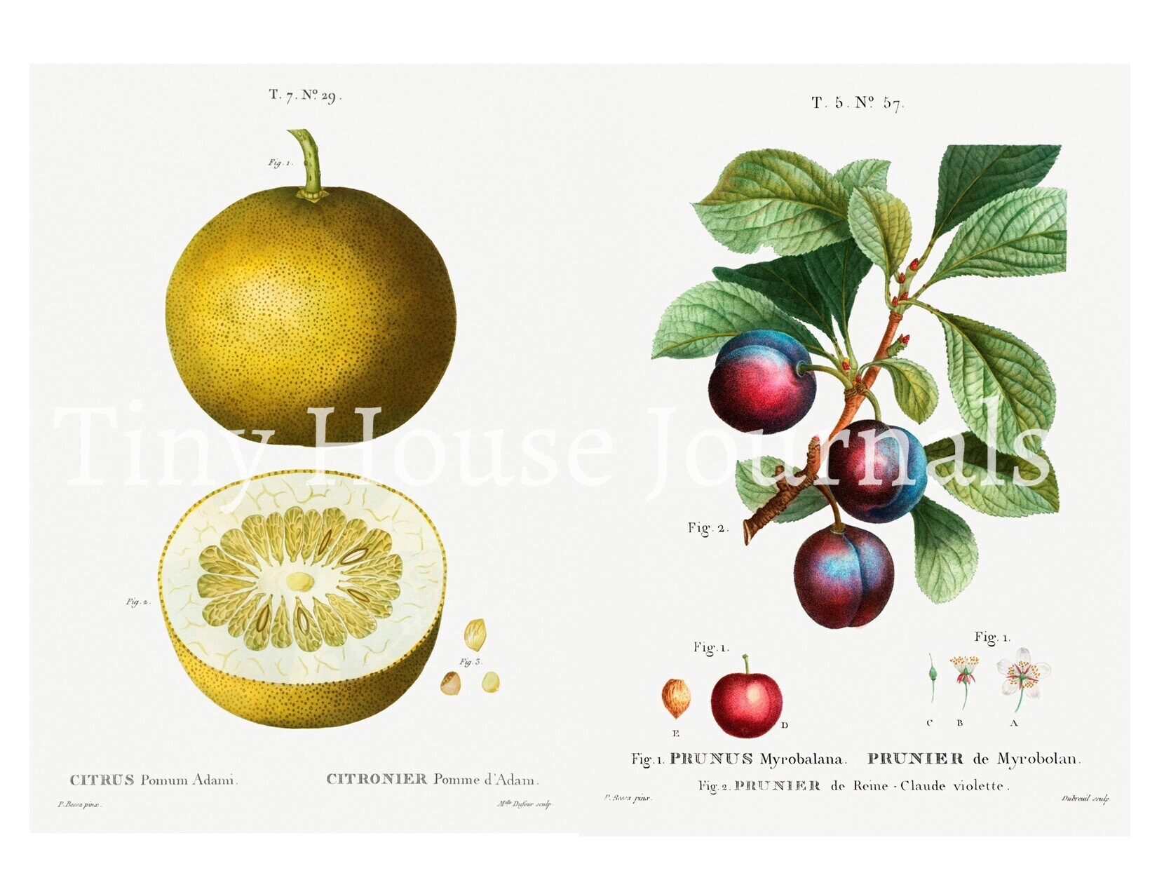 Vintage Fruit Digital Download - Etsy
